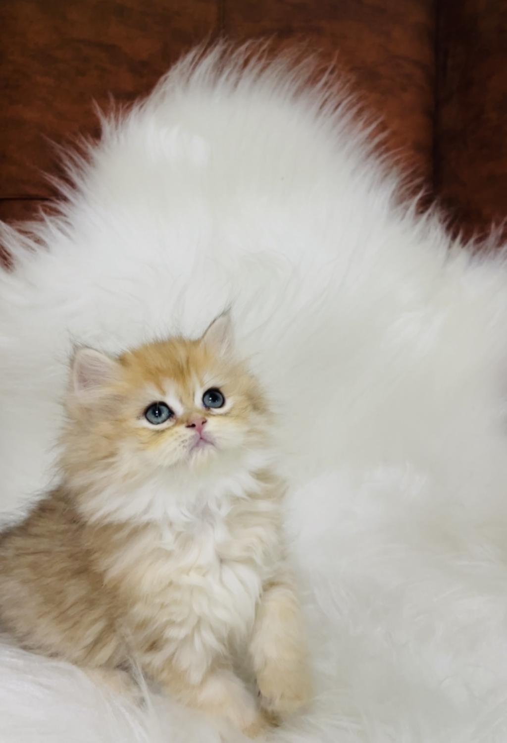 British Longhair Golden Ny11 | Petcim.com - 1244654