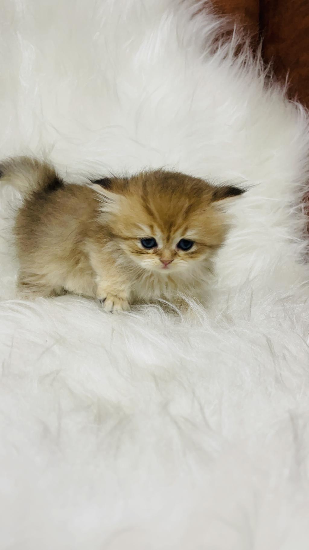 Ny11 Erkek British Longhair | Petcim.com - 1107088