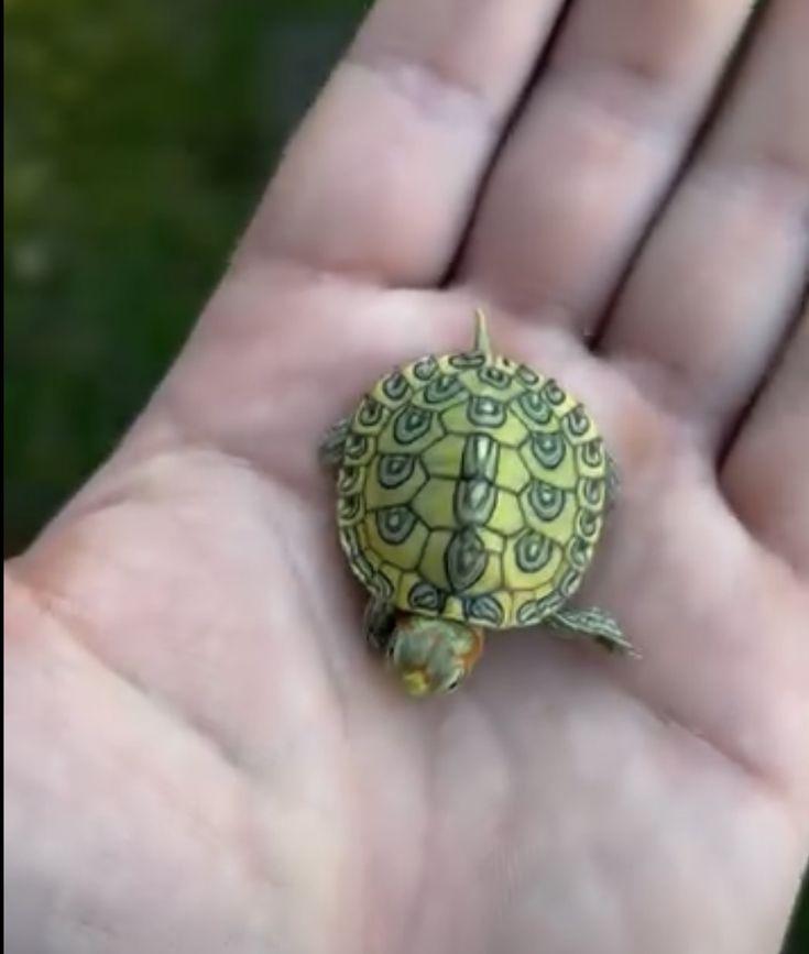 Aynı Gün Adrese Teslim Su Kaplumbağası Setleri | Petcim.com - 1318964