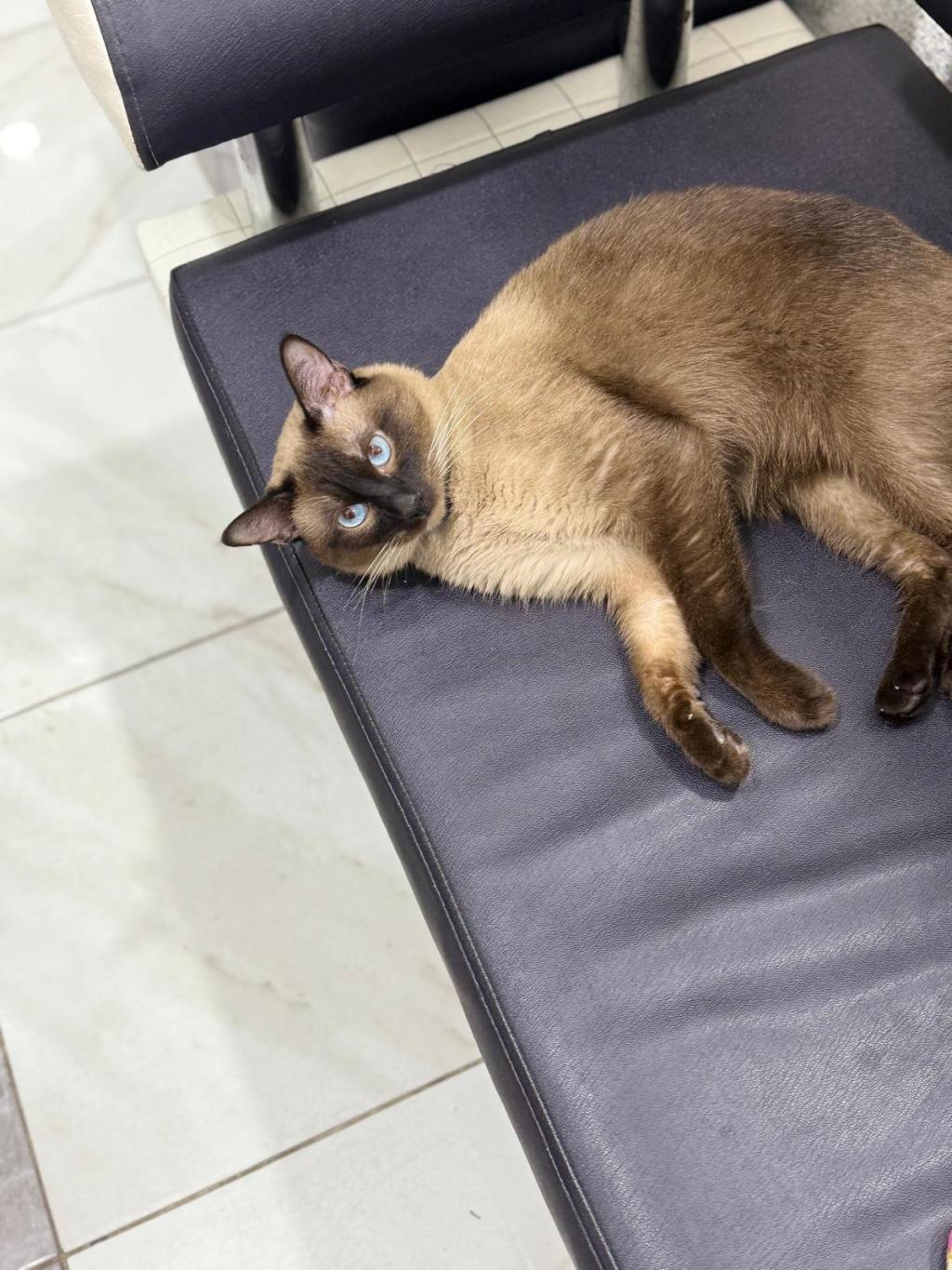 Orjinal Mavi Göz Yetişkin Erkek Siyam Kedimiz | Petcim.com - 1172305