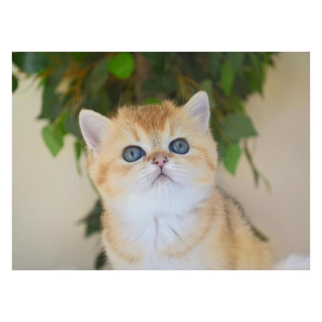 Muhteşem Golden British Shorthair Yavruları | Petcim.com - 1240997
