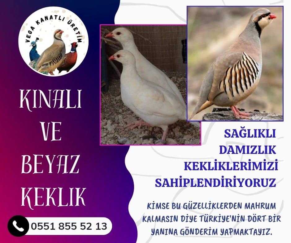 Damızlık Kınalı Keklik Ve Beyaz Keklik | Petcim.com - 1131397