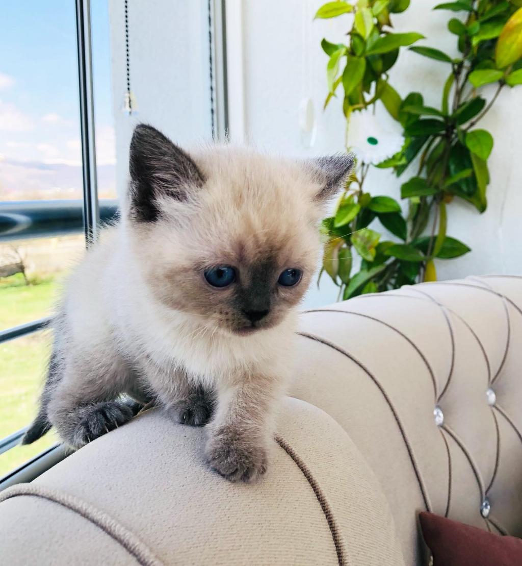 Scottish Fold British Blue Point Siyam | Petcim.com - 756568