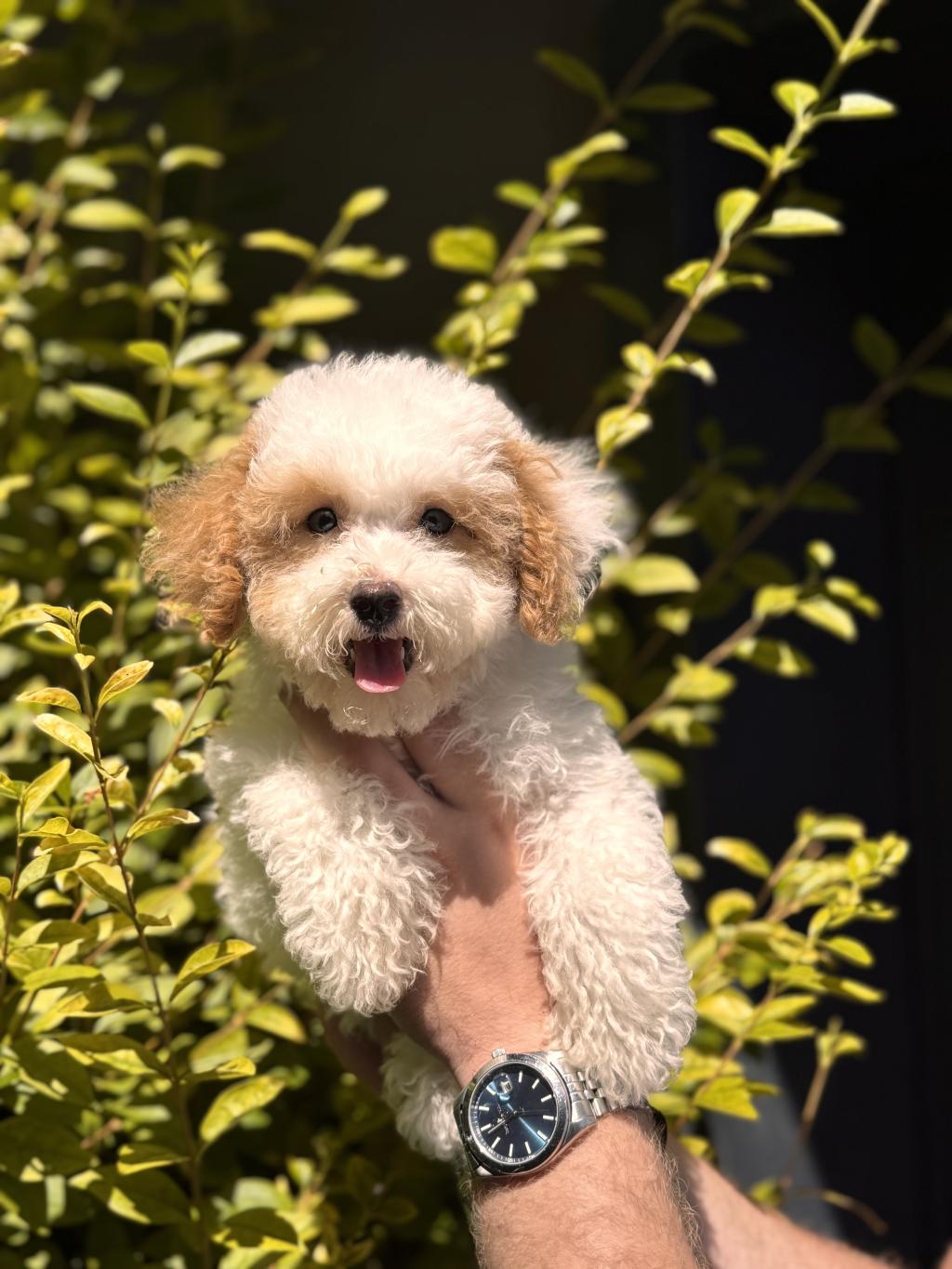 Party Color Toy Poodle Yavrumuz | Petcim.com - 1272705