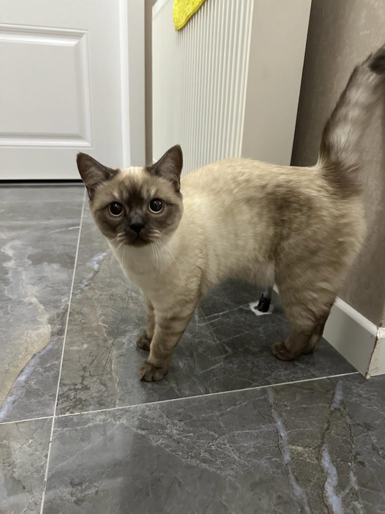 British Siyam | Petcim.com - 895200