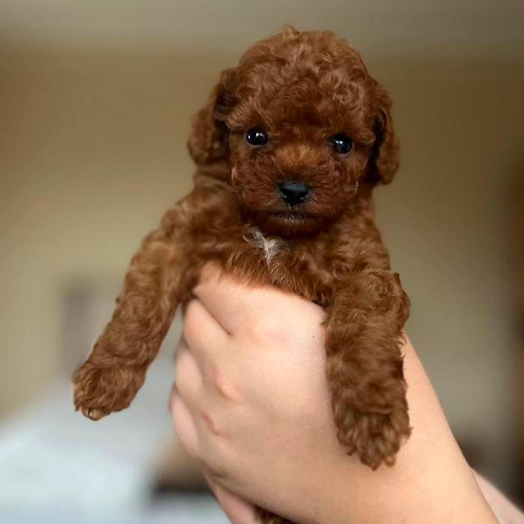 Micro Boy Orjinal Toy Poodle Yavru Köpekler | Petcim.com - 916480