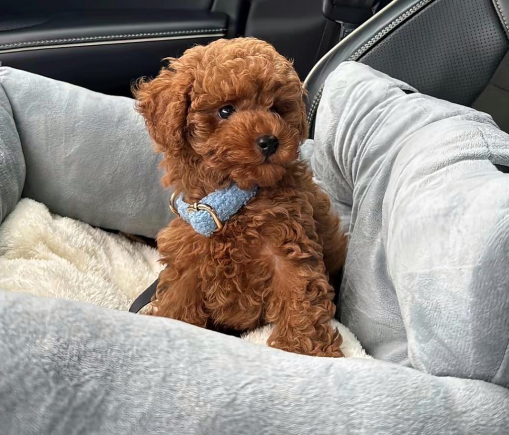 Red Brown Saf Kan Toy Poodle | Petcim.com - 1260091