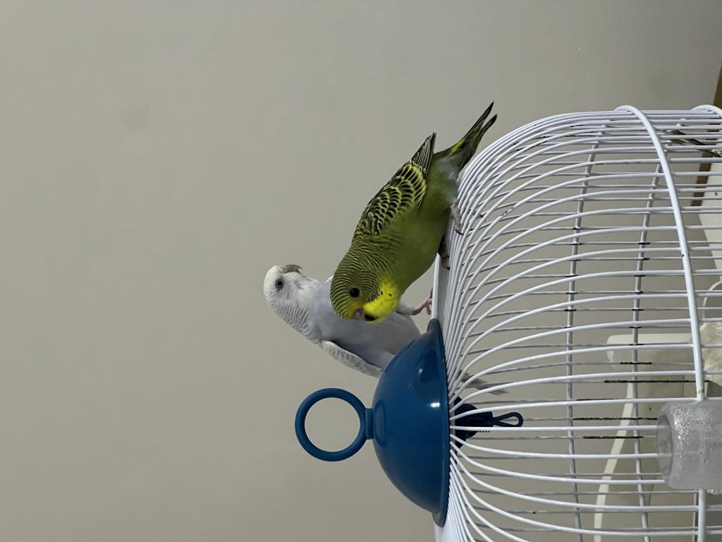 1 Takım Muhabbet Kuşu Dişi Erkek Yumurta Veriyor | Petcim.com - 1245576