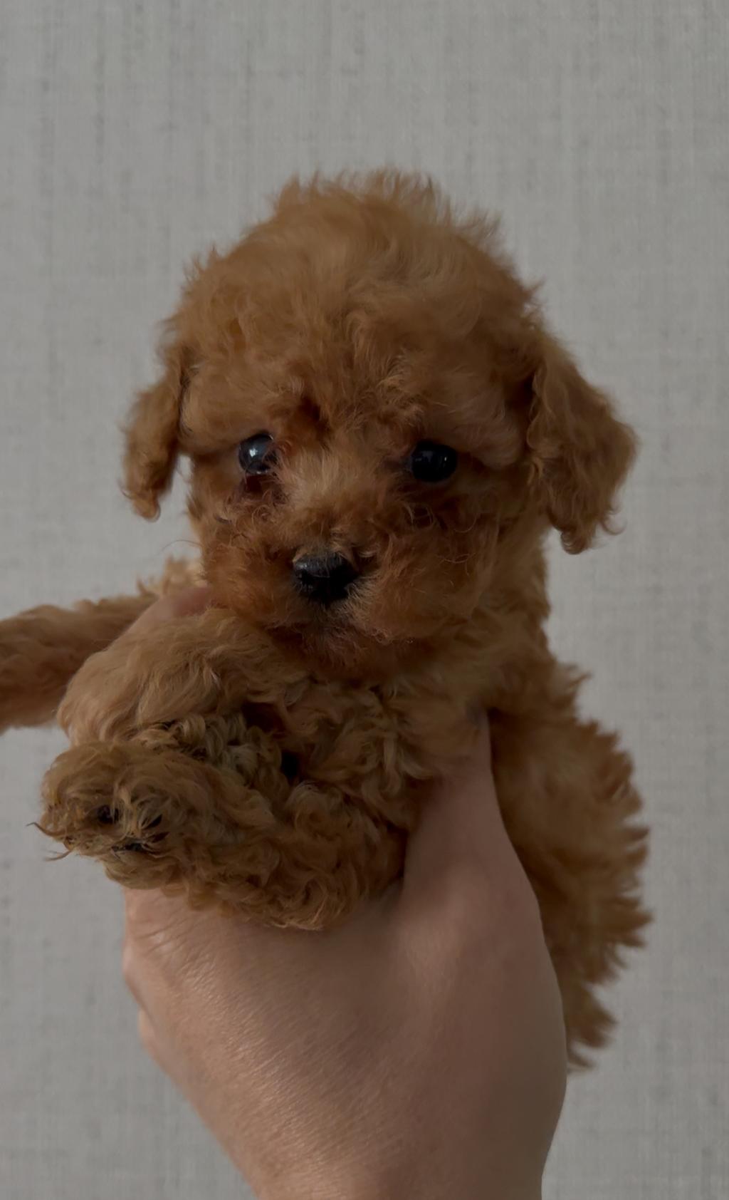Orjinal Kore Kan Toy Ve Teacup Poodle Yavrular | Petcim.com - 1309283