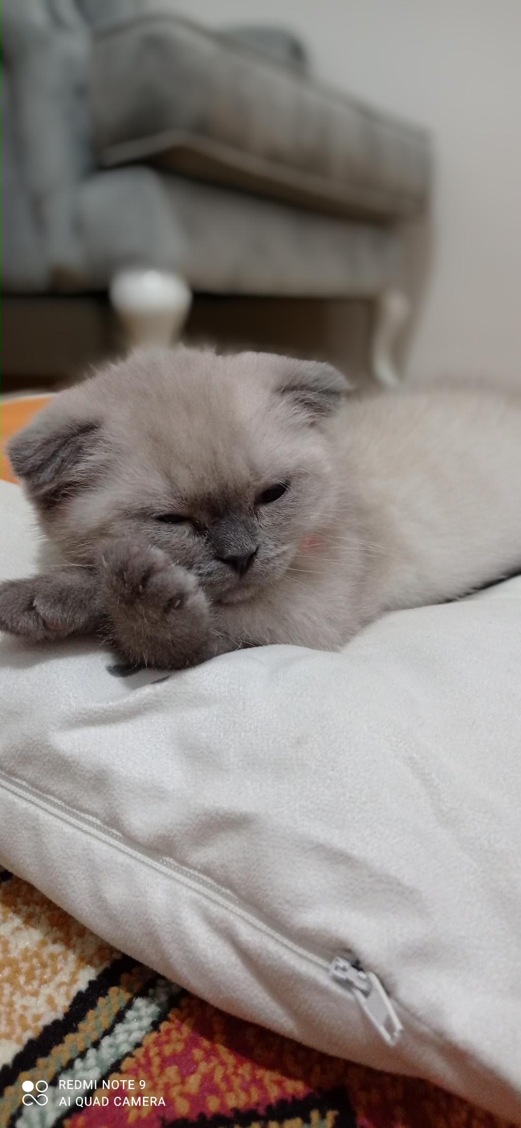 Scottish Fold Blue Point | Petcim.com - 900446