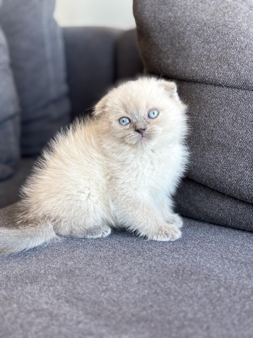 Scottish Bluepoint Yarumuz Yeni Evine Gitmeye Hazır | Petcim.com - 1315363