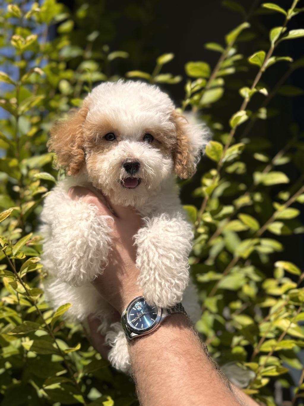 Party Color Toy Poodle Yavrumuz | Petcim.com - 1272705