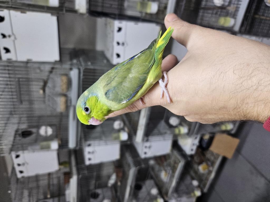 Forpus Bebekler | Petcim.com - 1128328