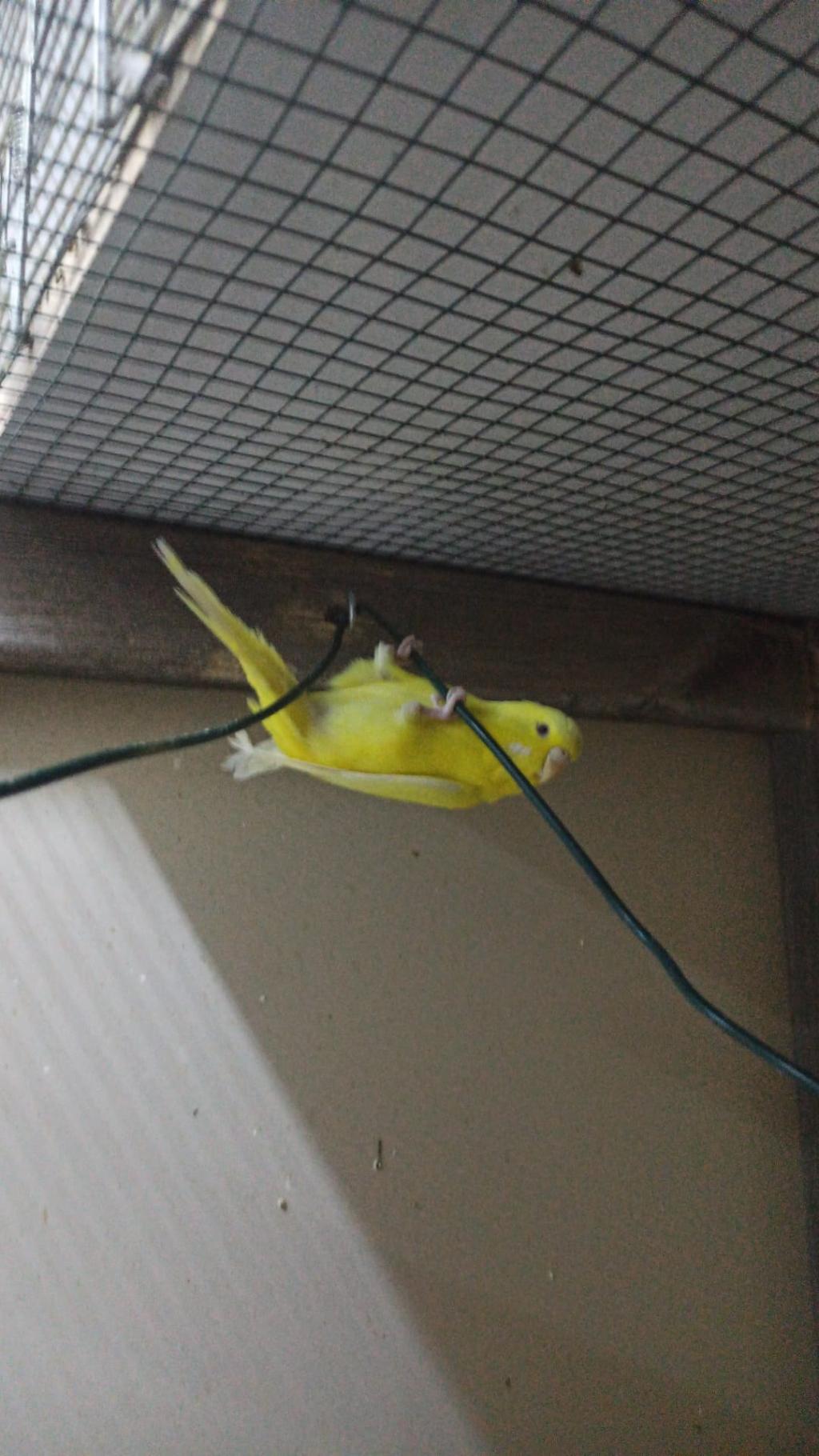 Muhabbet Kuşu İri Ve Bakımlı | Petcim.com - 1184426