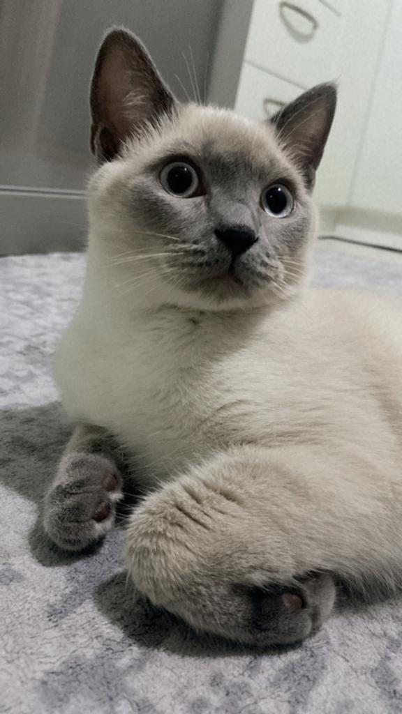 Blue Point British Shorthair | Petcim.com - 763955
