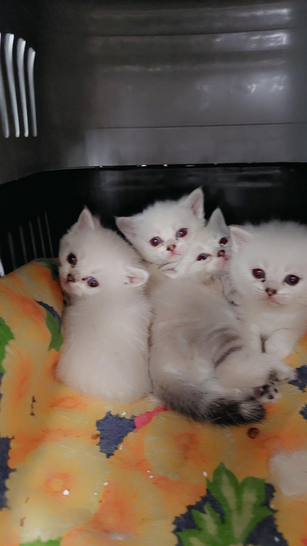 British Shorthair Yavru Kediler | Petcim.com - 762198