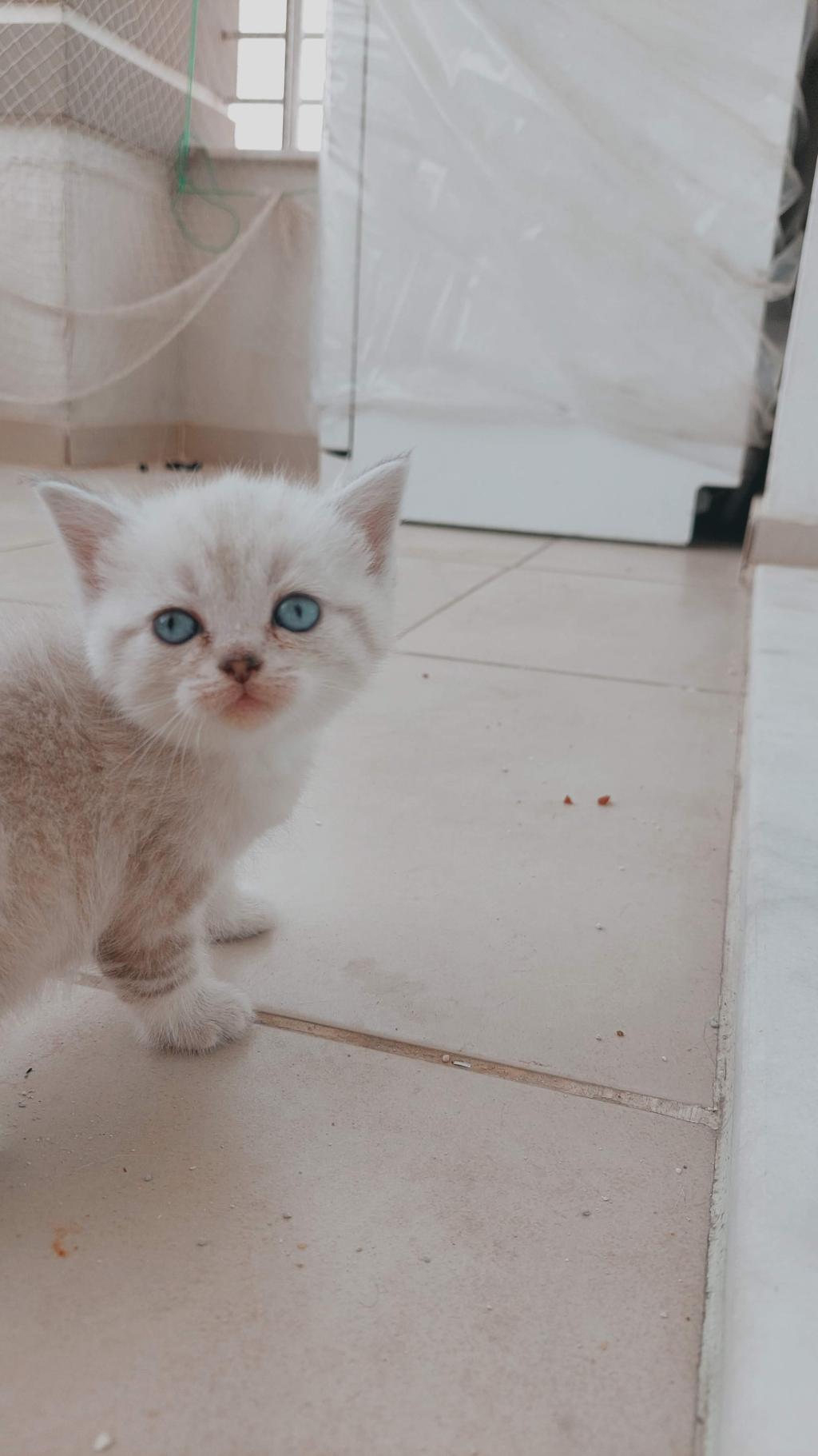 British Shorthair Yavru Kediler | Petcim.com - 762198