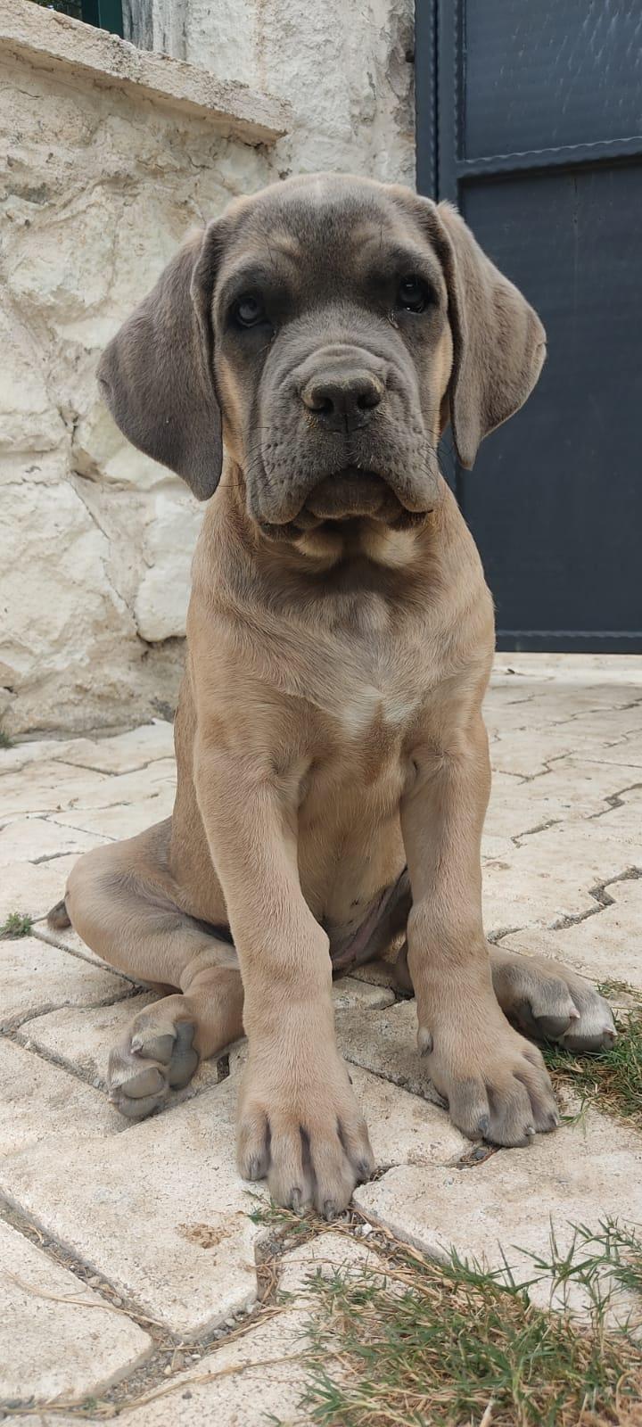 Dev Dişi Aslan Cane Corso | Petcim.com - 873500