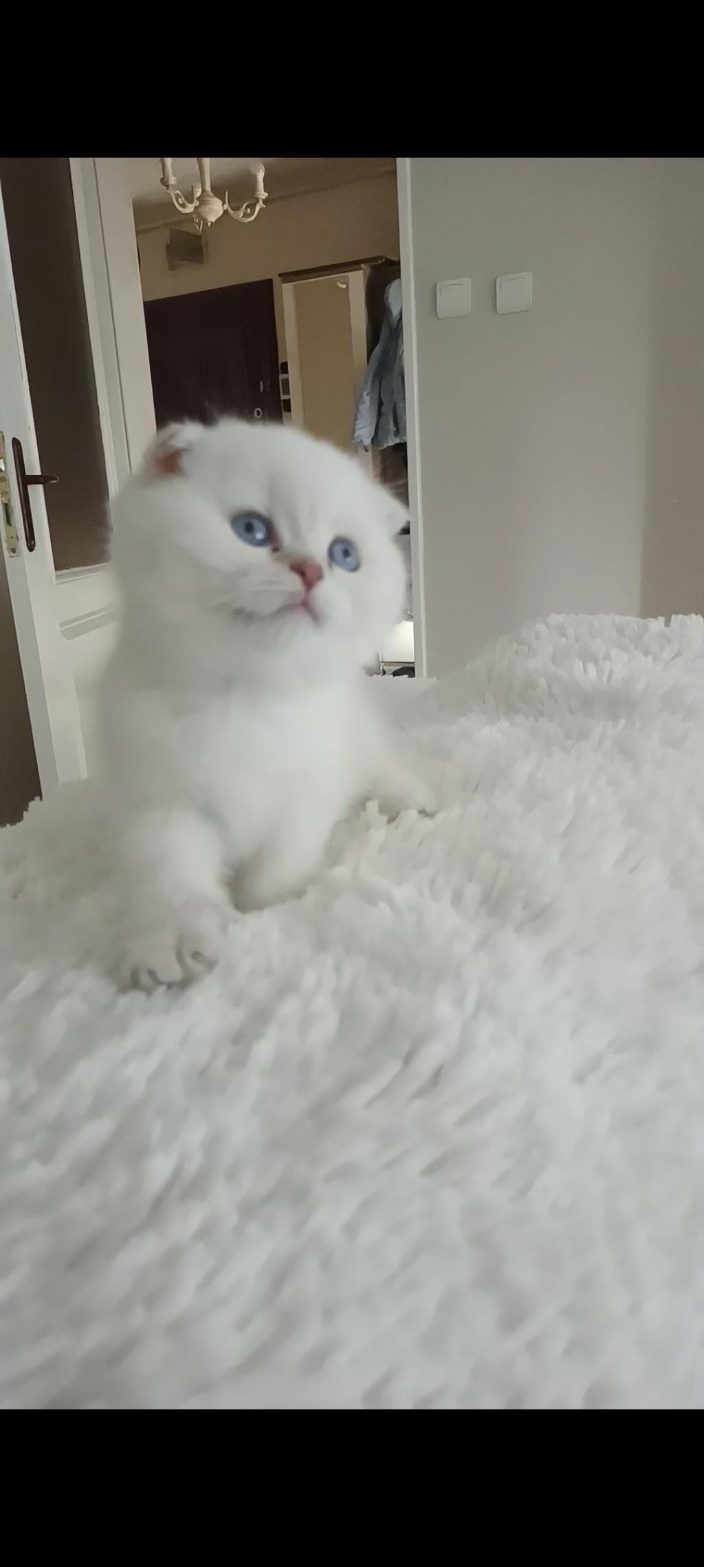 Scottish Fold Disi | Petcim.com - 1294796