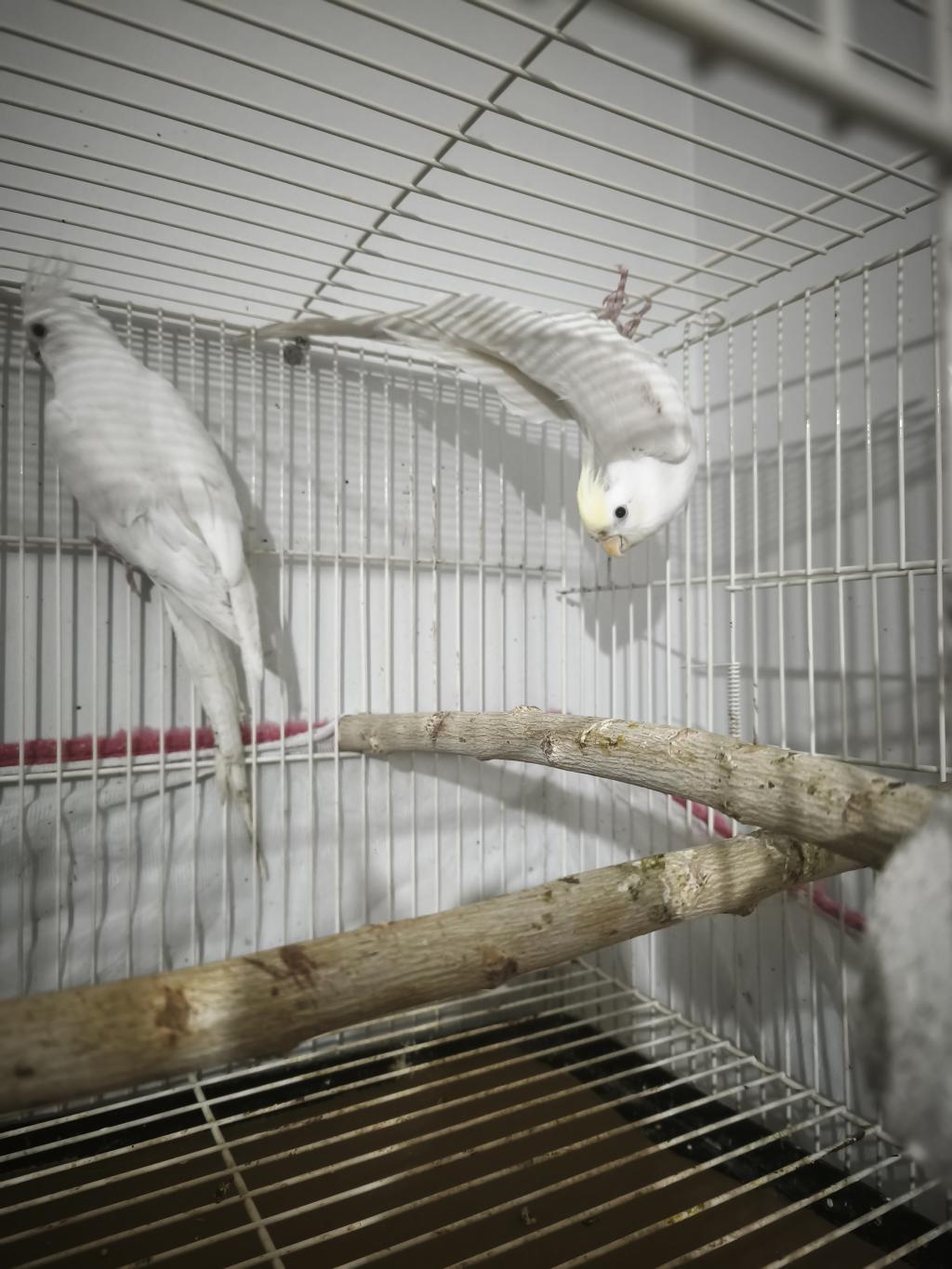 Cream Face Albino Çift Sultan | Petcim.com - 1325854