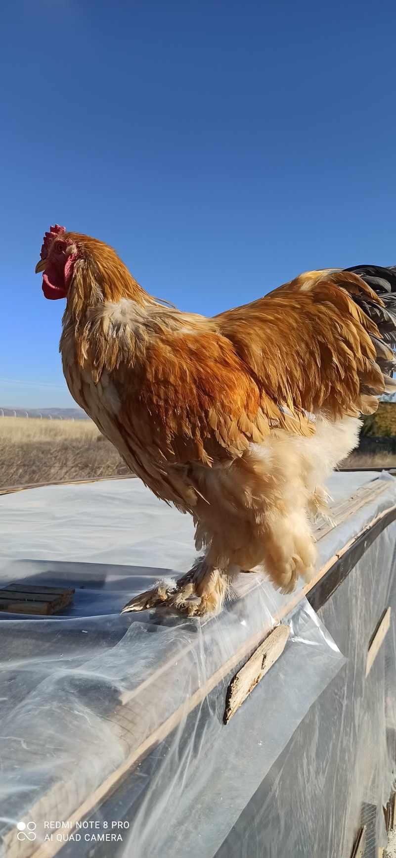 2 Adet Buff Coco+ 3 Adet Brahma Tavuk Ve Horozlar | Petcim.com - 1131018