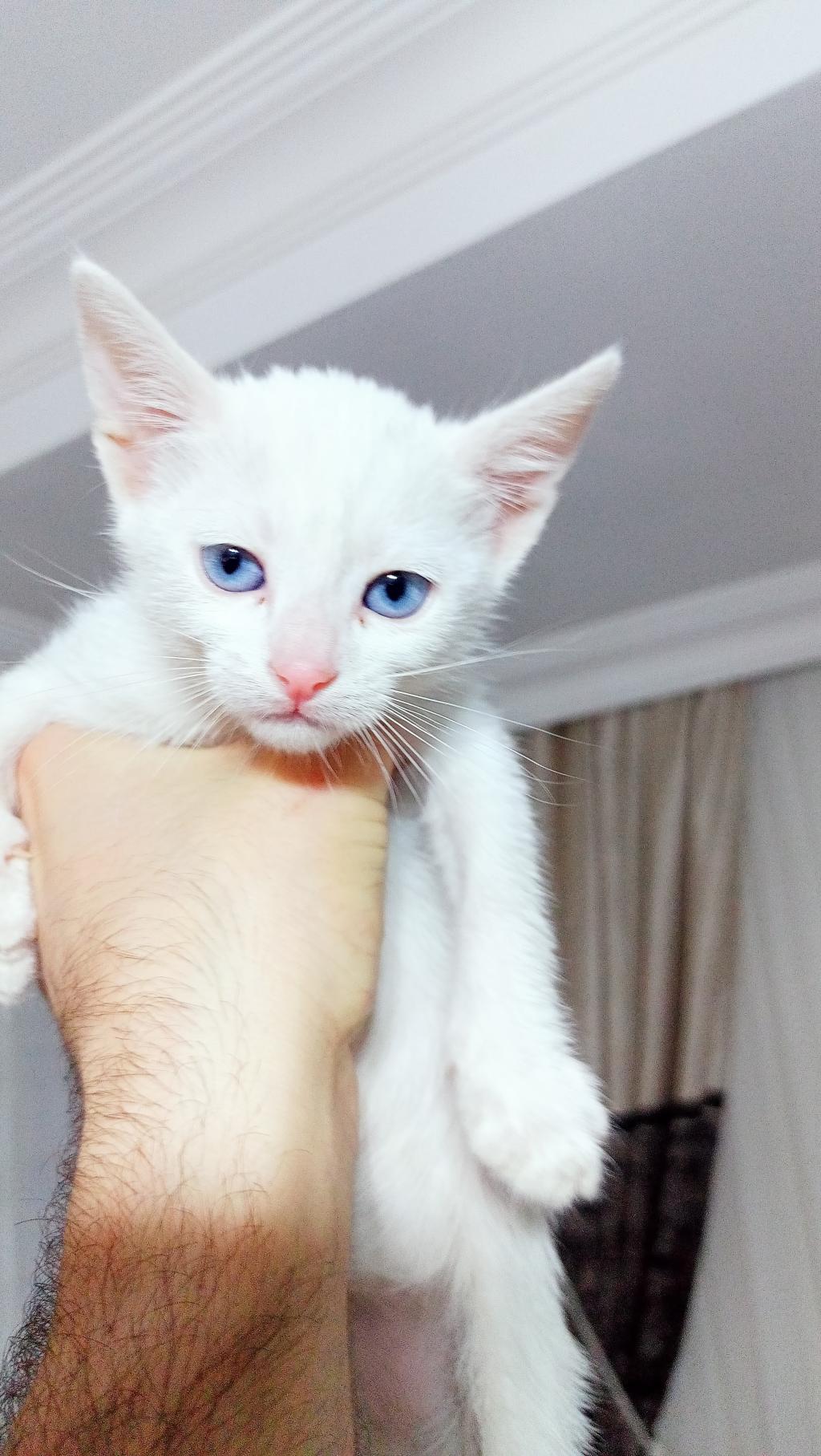 Van Kedisi Yavru | Petcim.com - 992671