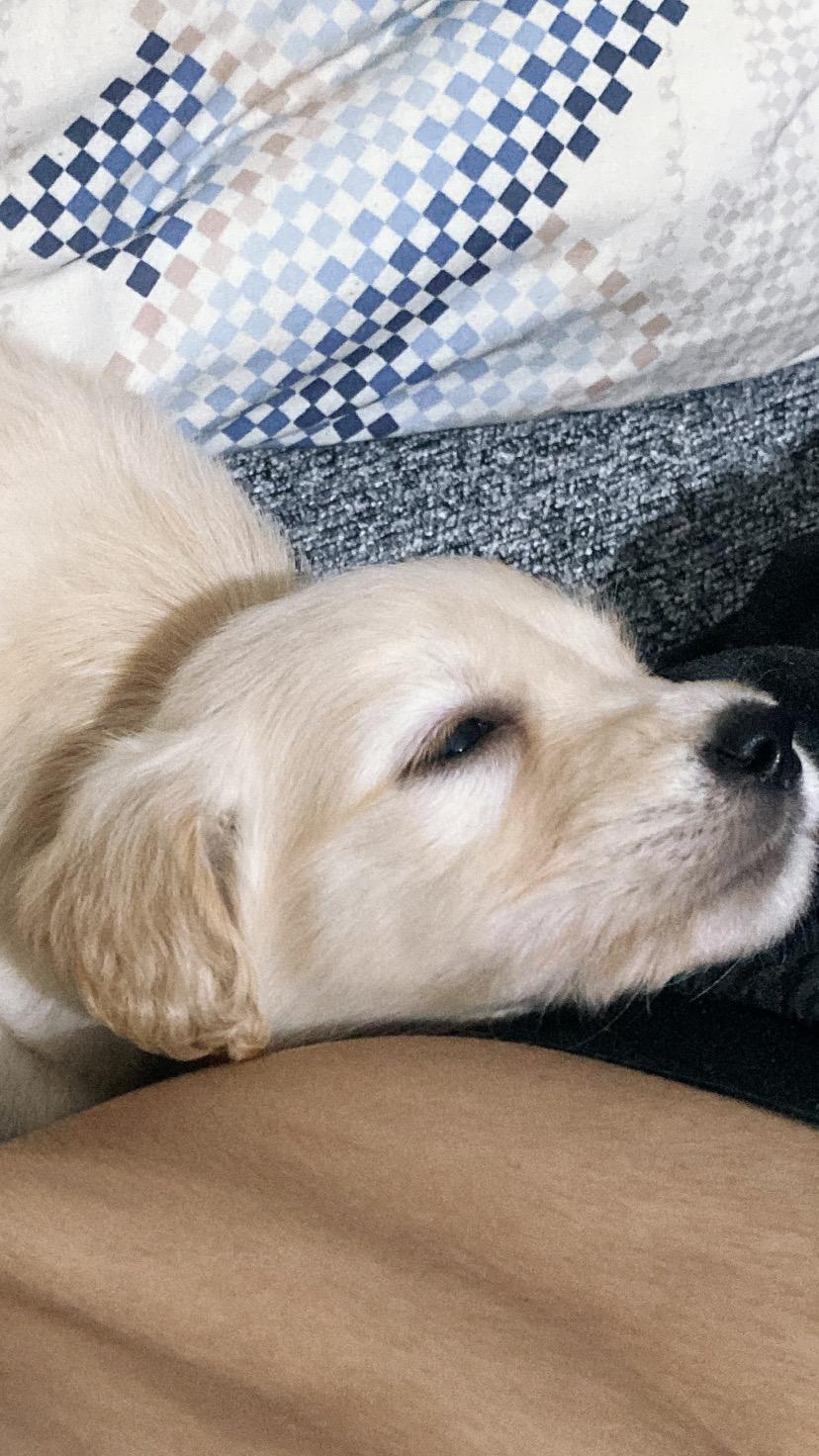 Çok Akıllı 2 Aylık Dişi Prenses Golden Retriever | Petcim.com - 1102345