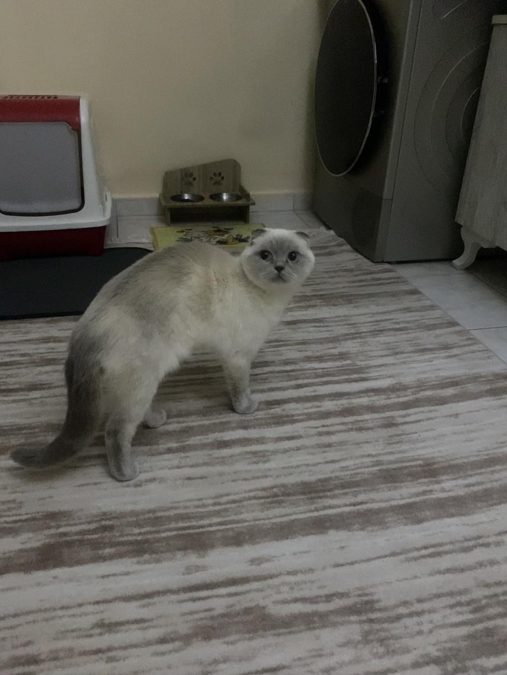 Blue Point Scottish Fold | Petcim.com - 971977