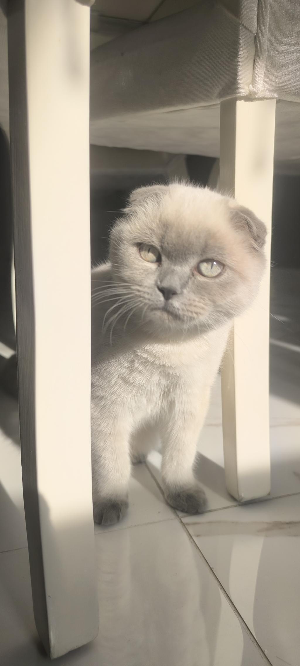 Blue Point Scottish Fold | Petcim.com - 1204427