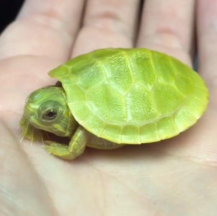 Aynı Gün Adrese Teslim Su Kaplumbağası Setleri | Petcim.com - 1318964