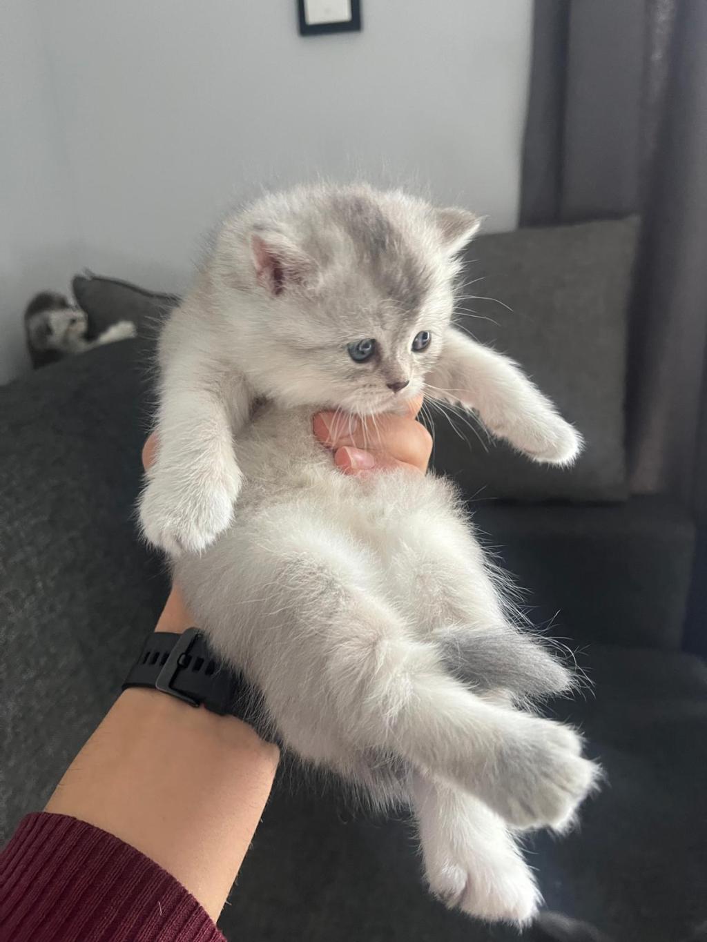 Blue Point Silver Point Scottish Fold | Petcim.com - 1144066