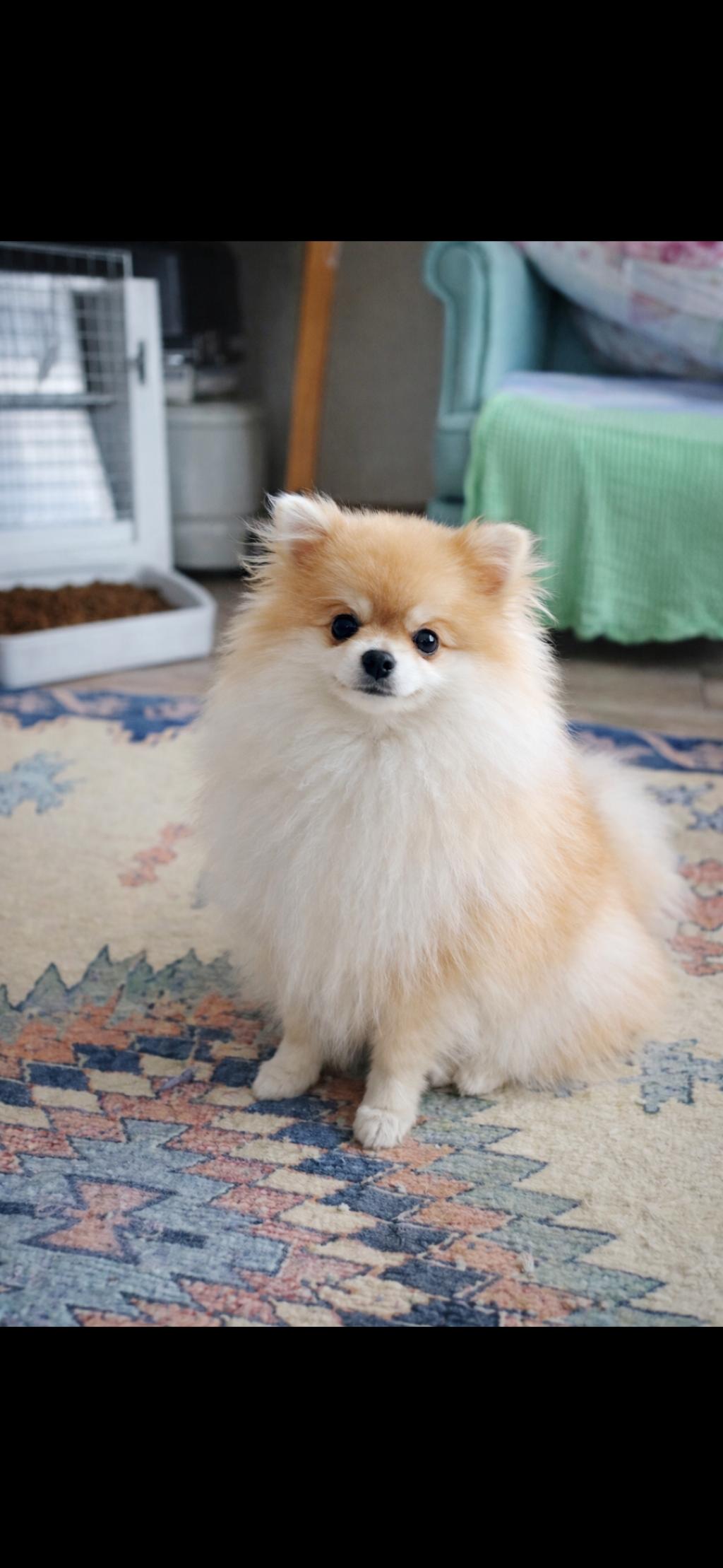 Mini Boy Yoğun Tüylü Pomeranian Yavrusu | Petcim.com - 1330565