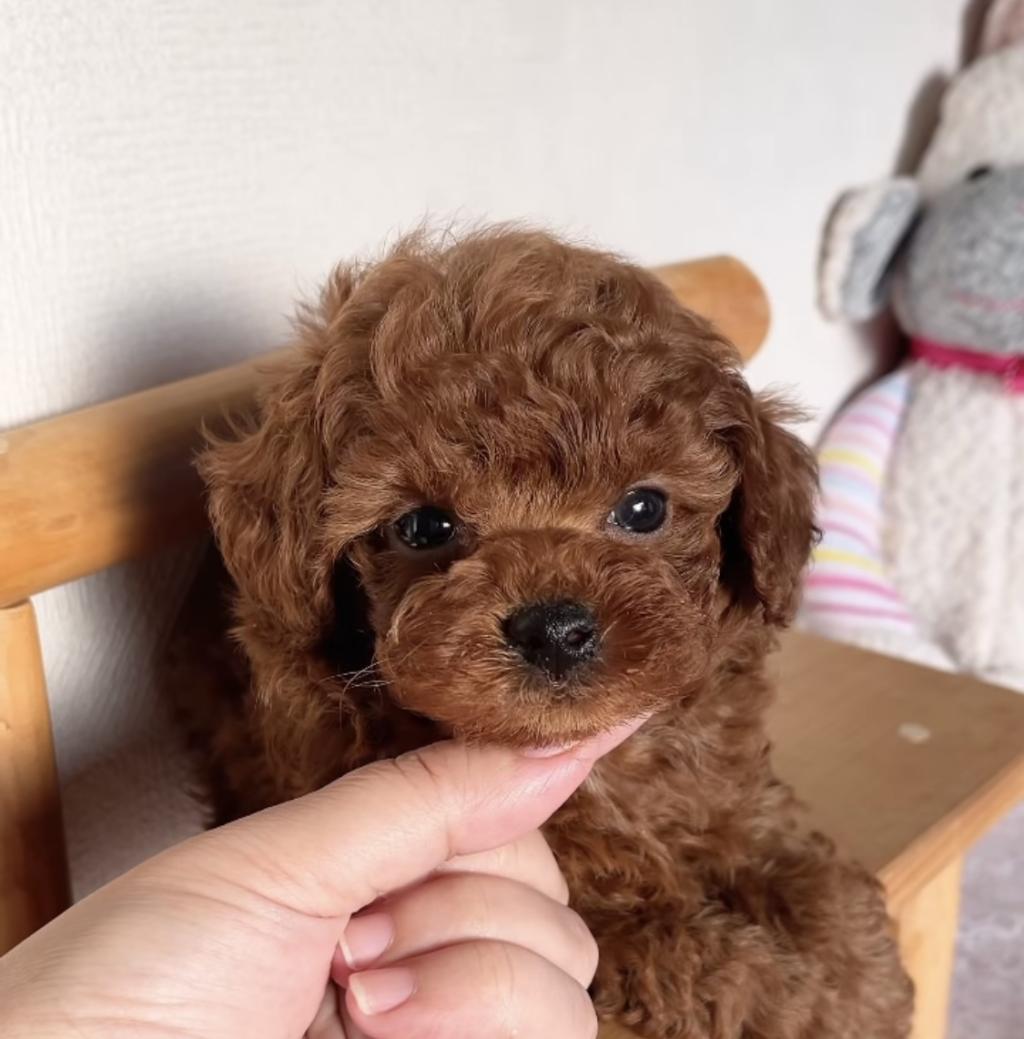 Kore Kan Toy Poodle | Petcim.com - 1135800