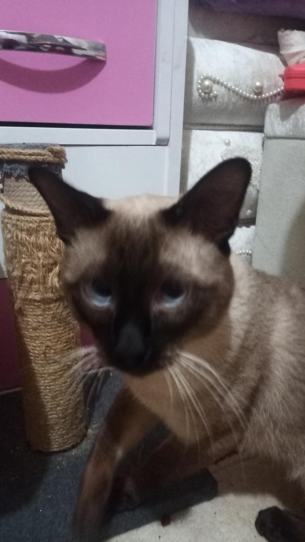 Siyam Kedisi 1 Yaşında | Petcim.com - 1203136