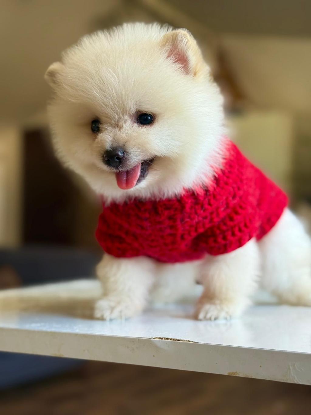 Orjinal Tatlı Pomeranian Boo | Petcim.com - 1262142
