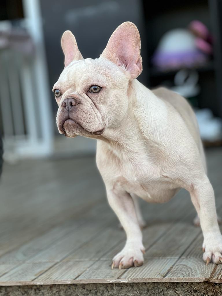 Lilac Tan Platınum French Bulldog Köpeğimiz | Petcim.com - 931991