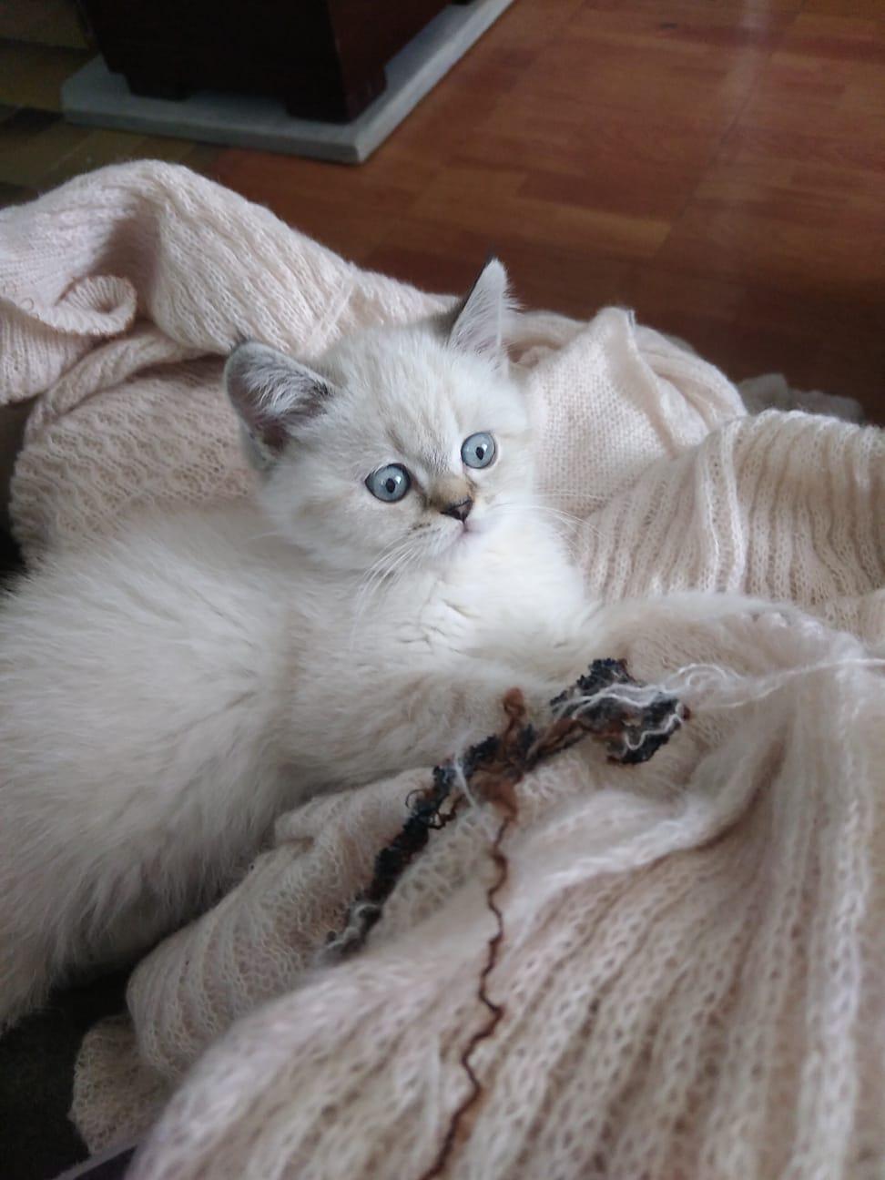 British Shorthair Blue Point British Shorthair White | Petcim.com - 834247