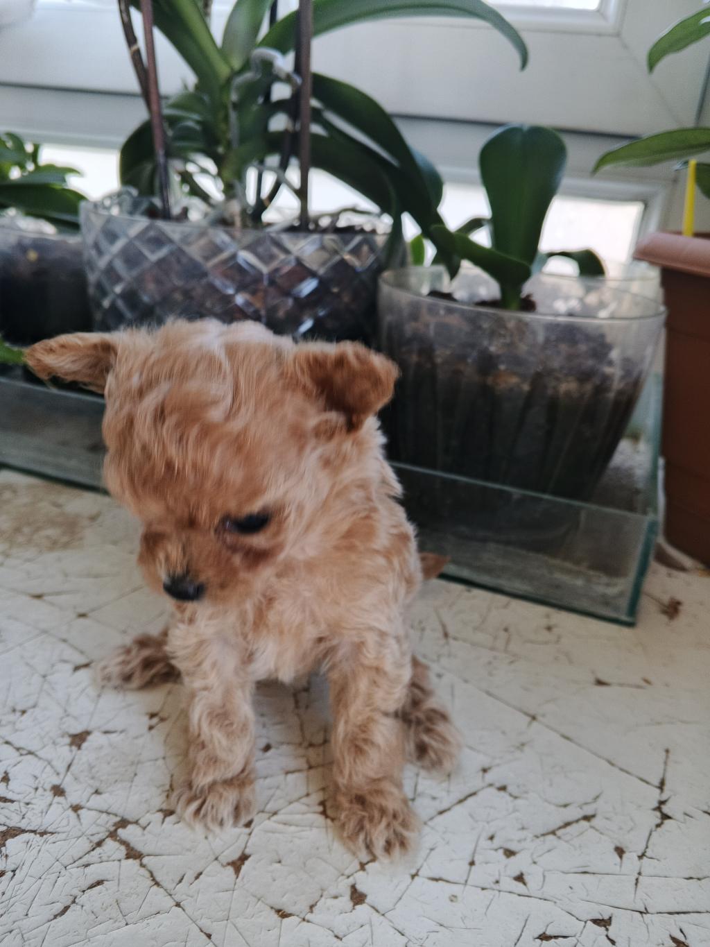 Micro Tea Cup Poodle | Petcim.com - 1279384