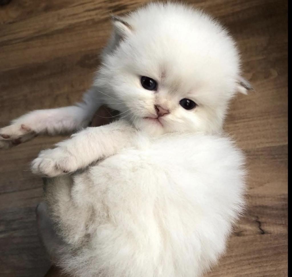 Muhteşem Safkan British Longhair Ve British Shorthair Yavru | Petcim ...