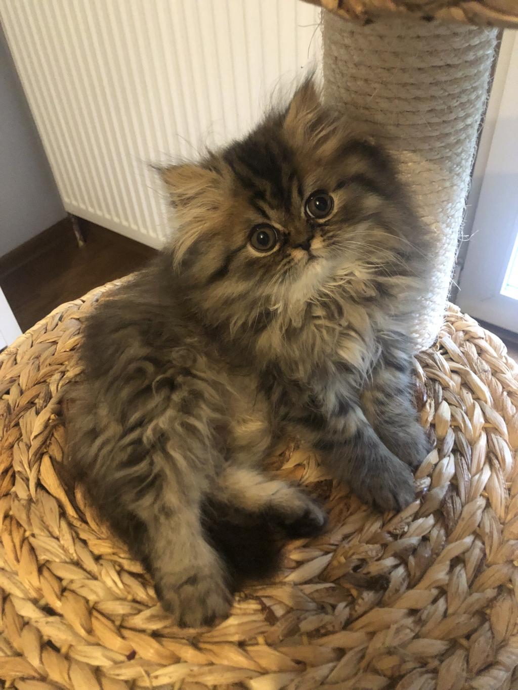 Yavru İran Kedisi (Persian) | Petcim.com - 768935