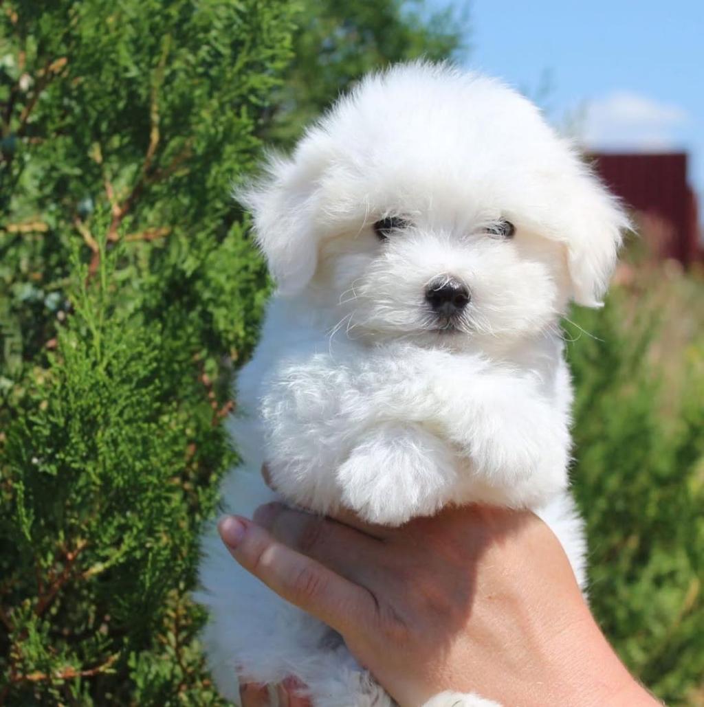 Korean Bichon Frise 1 Buçuk Kg | Petcim.com - 1176097