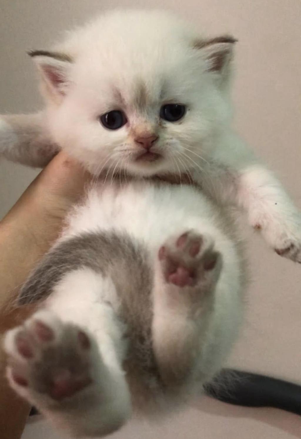 Muhteşem Safkan British Longhair Ve British Shorthair Yavru | Petcim ...