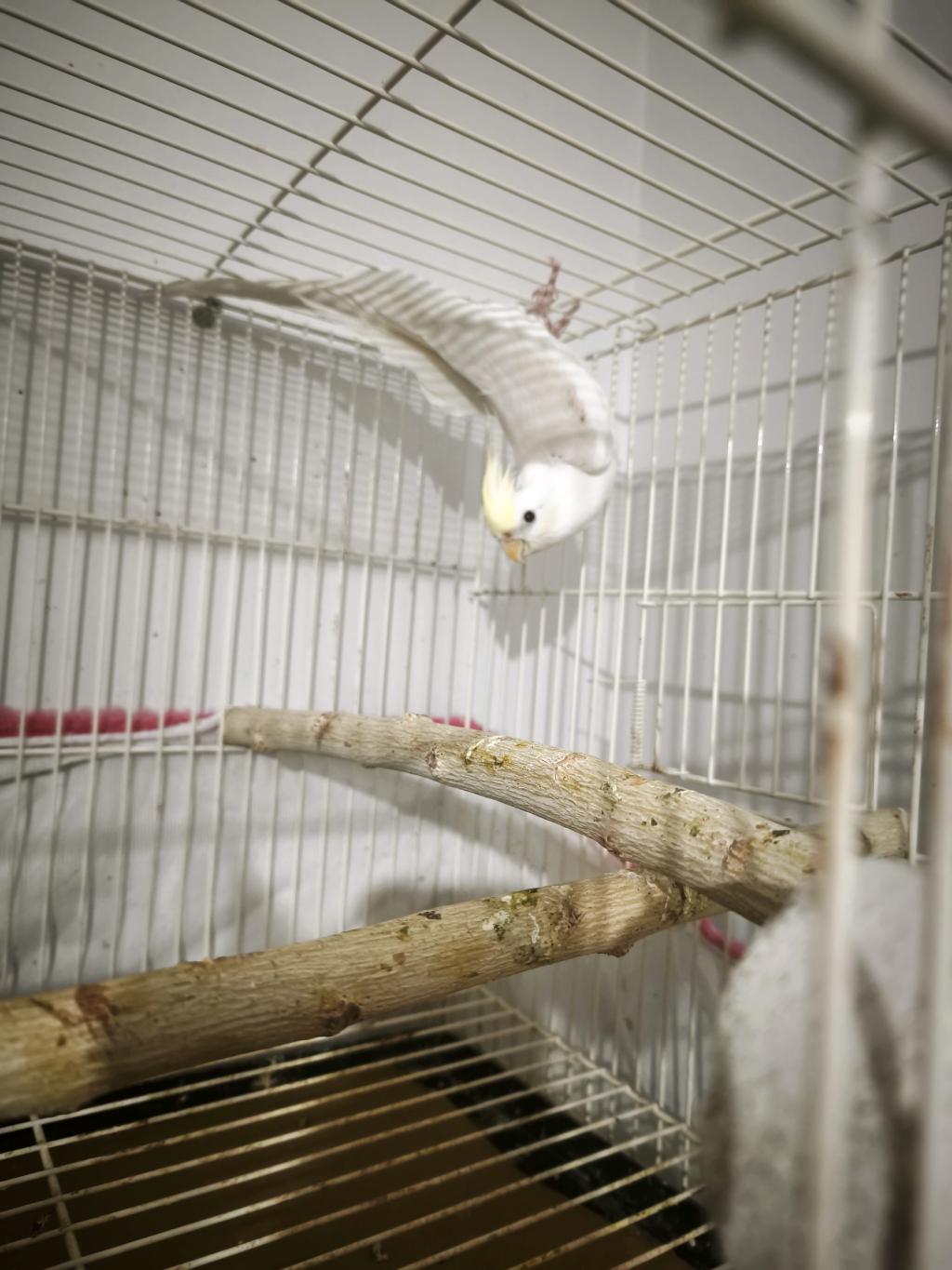 Cream Face Albino Çift Sultan | Petcim.com - 1325854
