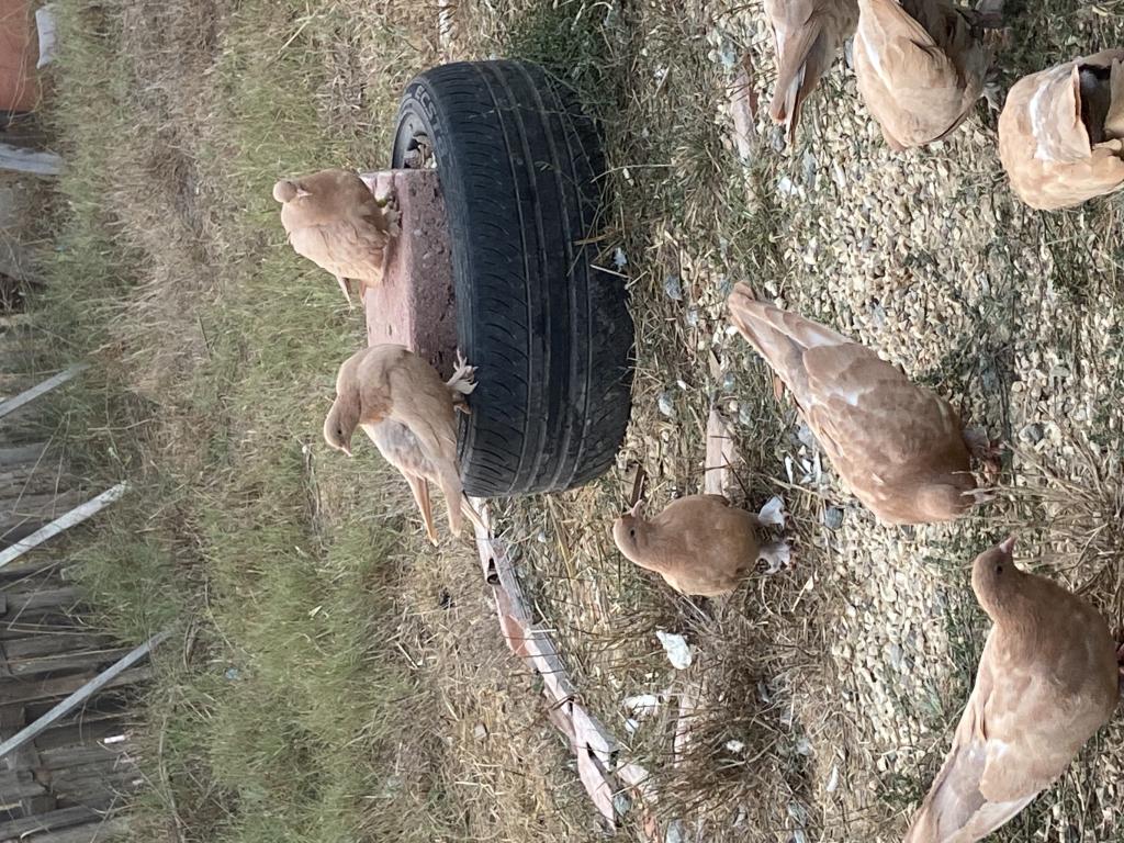 Gold Sarı Güvercin | Petcim.com - 1078066