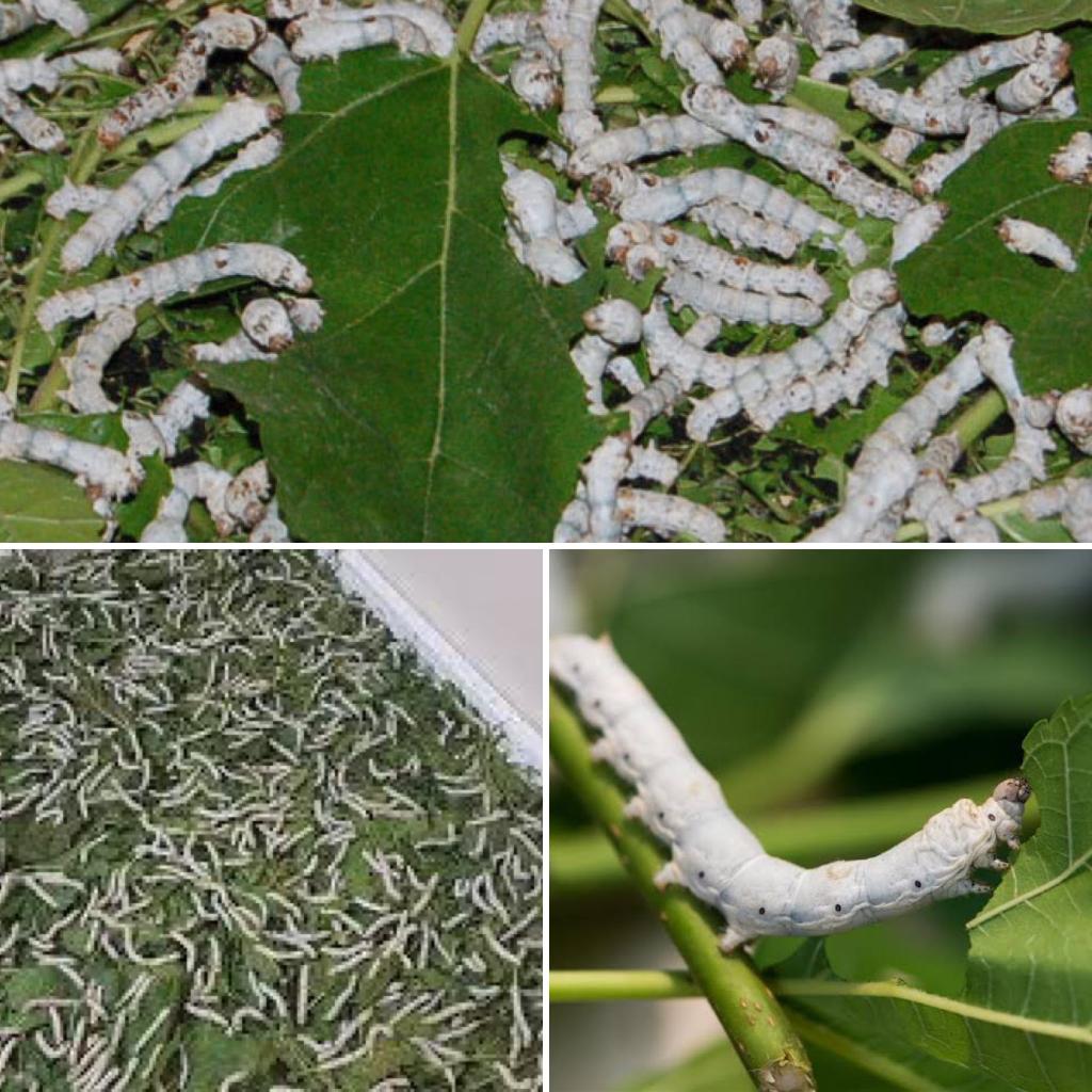 İpek Böceği | Petcim.com - 779213