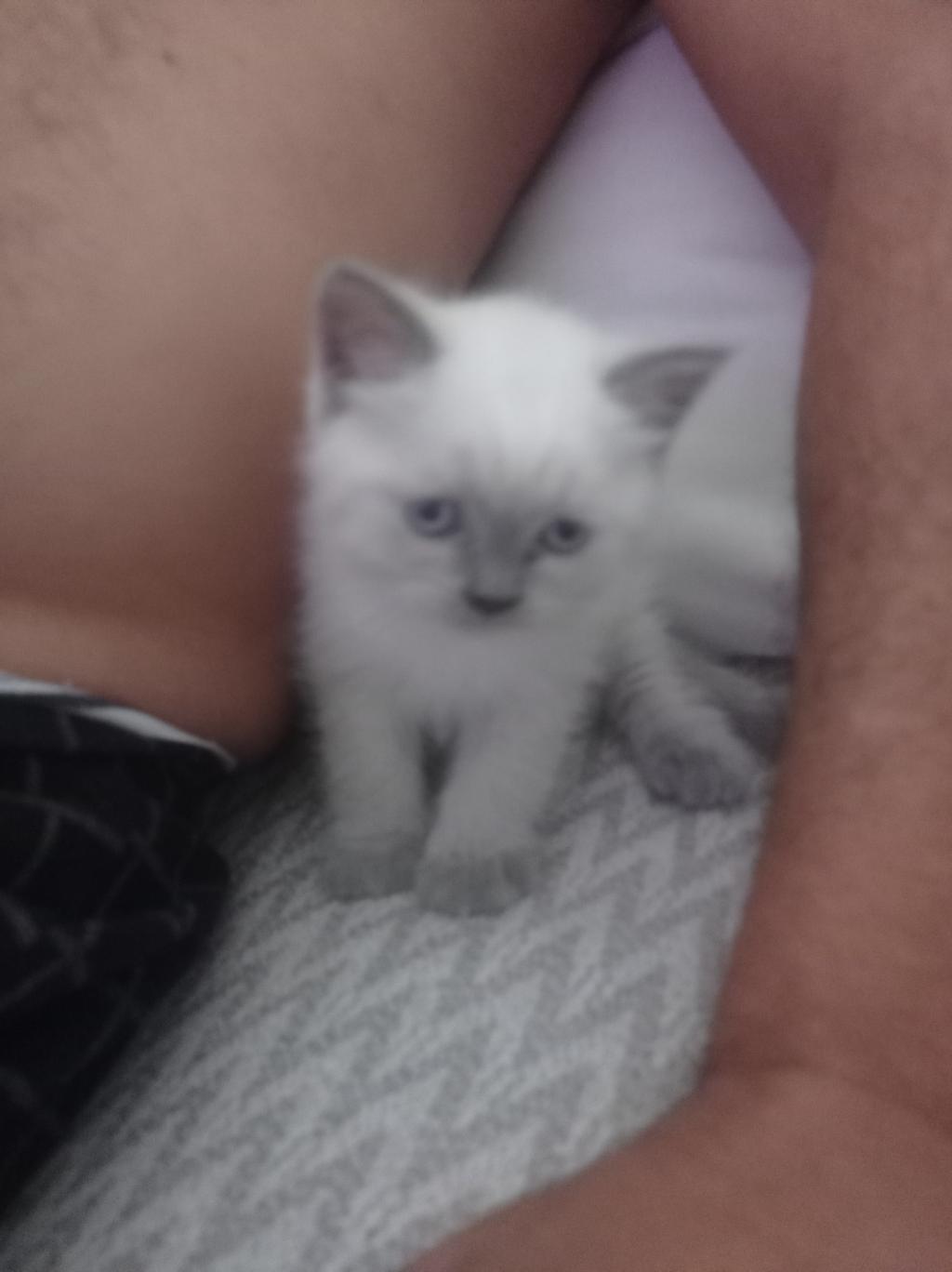 Blue Point British Shorthair Kedisi | Petcim.com - 1085332