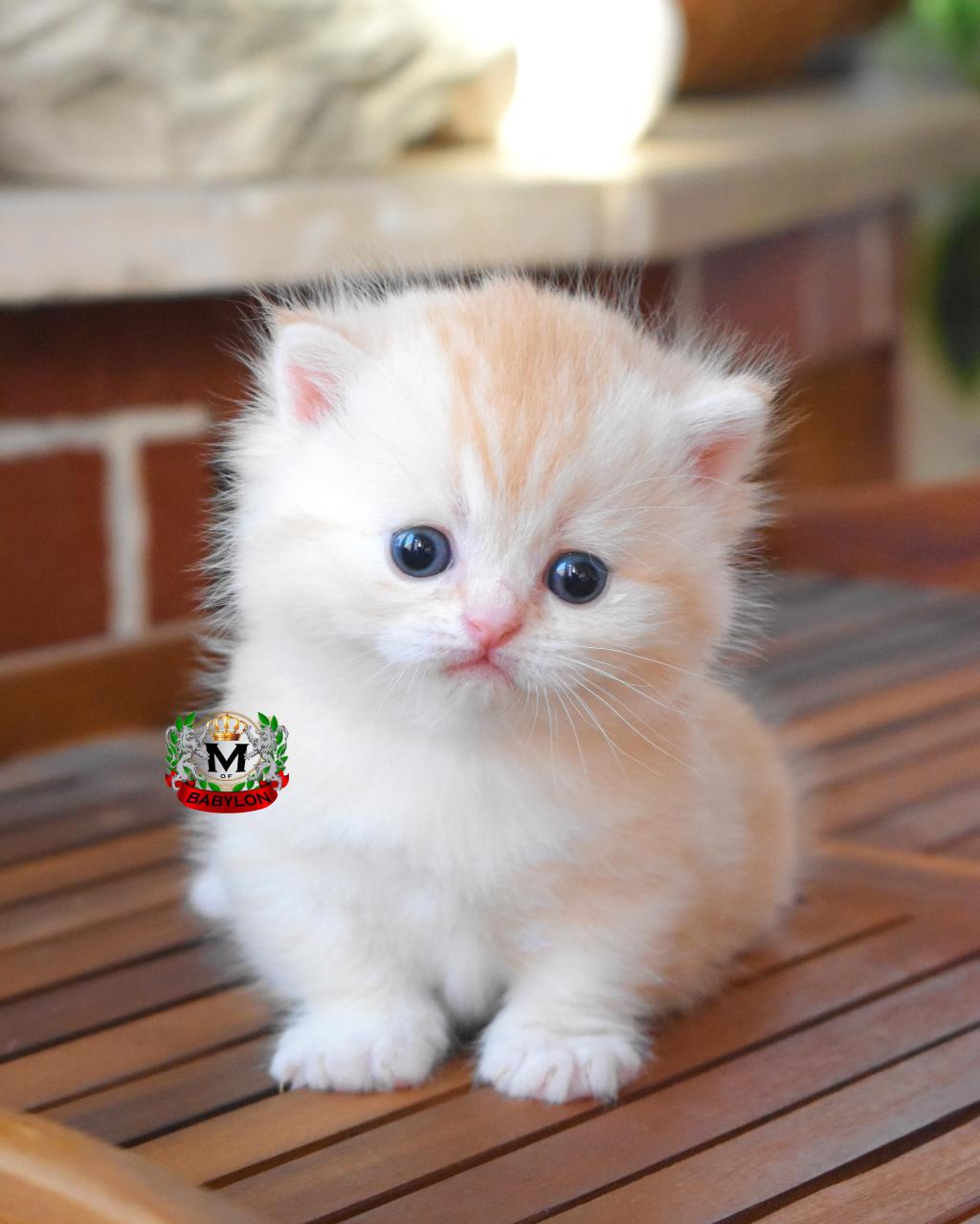 Munchkin Cüce Kedimiz Erkek | Petcim.com - 1078169