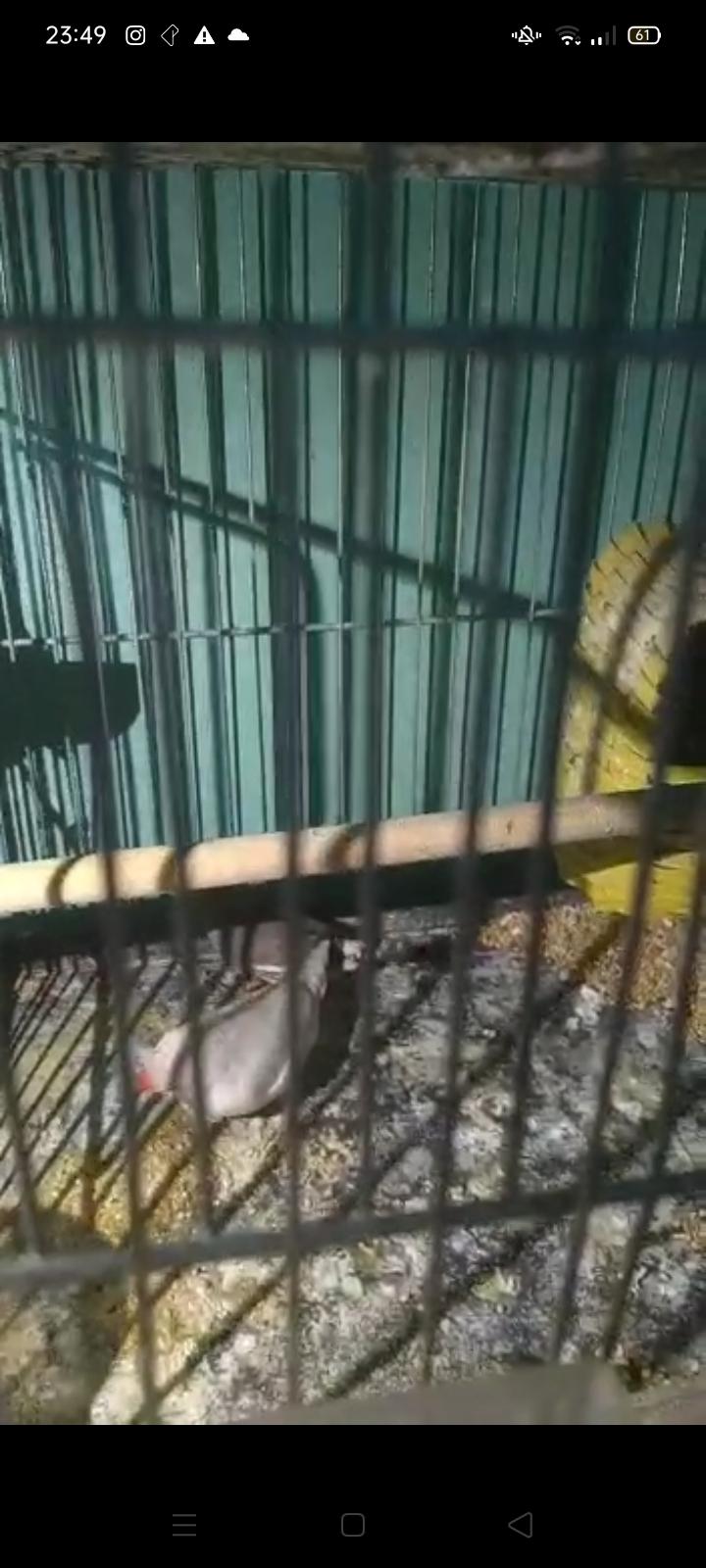 Son İki Çift Hazır Hint Bülbülleri | Petcim.com - 732255