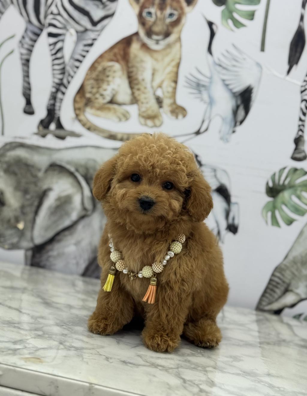 Orjinal Maltipoo | Petcim.com - 1289655