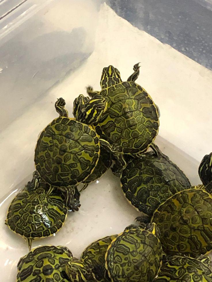 Çocuklarınızın Neşe Kaynağı Su Kaplumbağalarımız | Petcim.com - 1318185